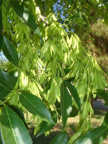Arizona Ash | Red Hills Desert Garden | WCWCD