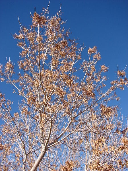 Arizona Ash | Red Hills Desert Garden | WCWCD