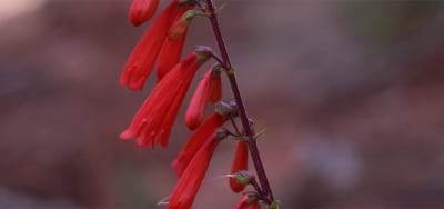 Firecracker Penstemon | Red Hills Desert Garden | WCWCD