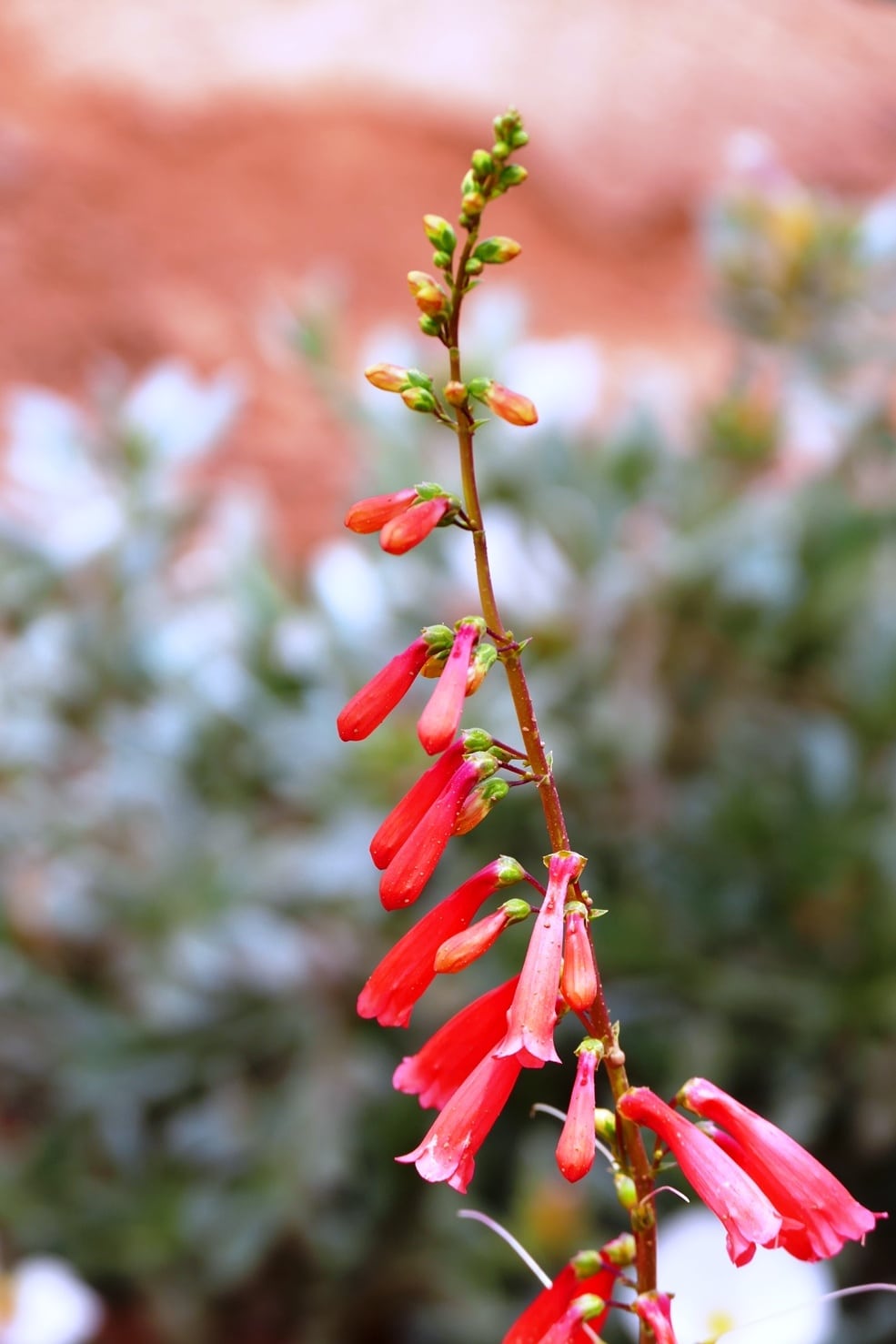 Firecracker Penstemon | Red Hills Desert Garden | WCWCD