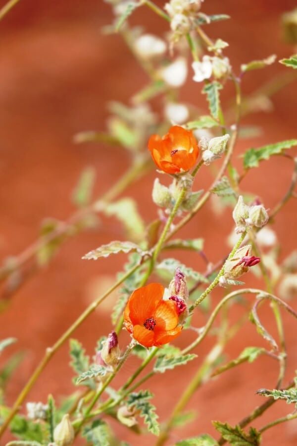 Globe Mallow (Orange) | Red Hills Desert Garden | WCWCD