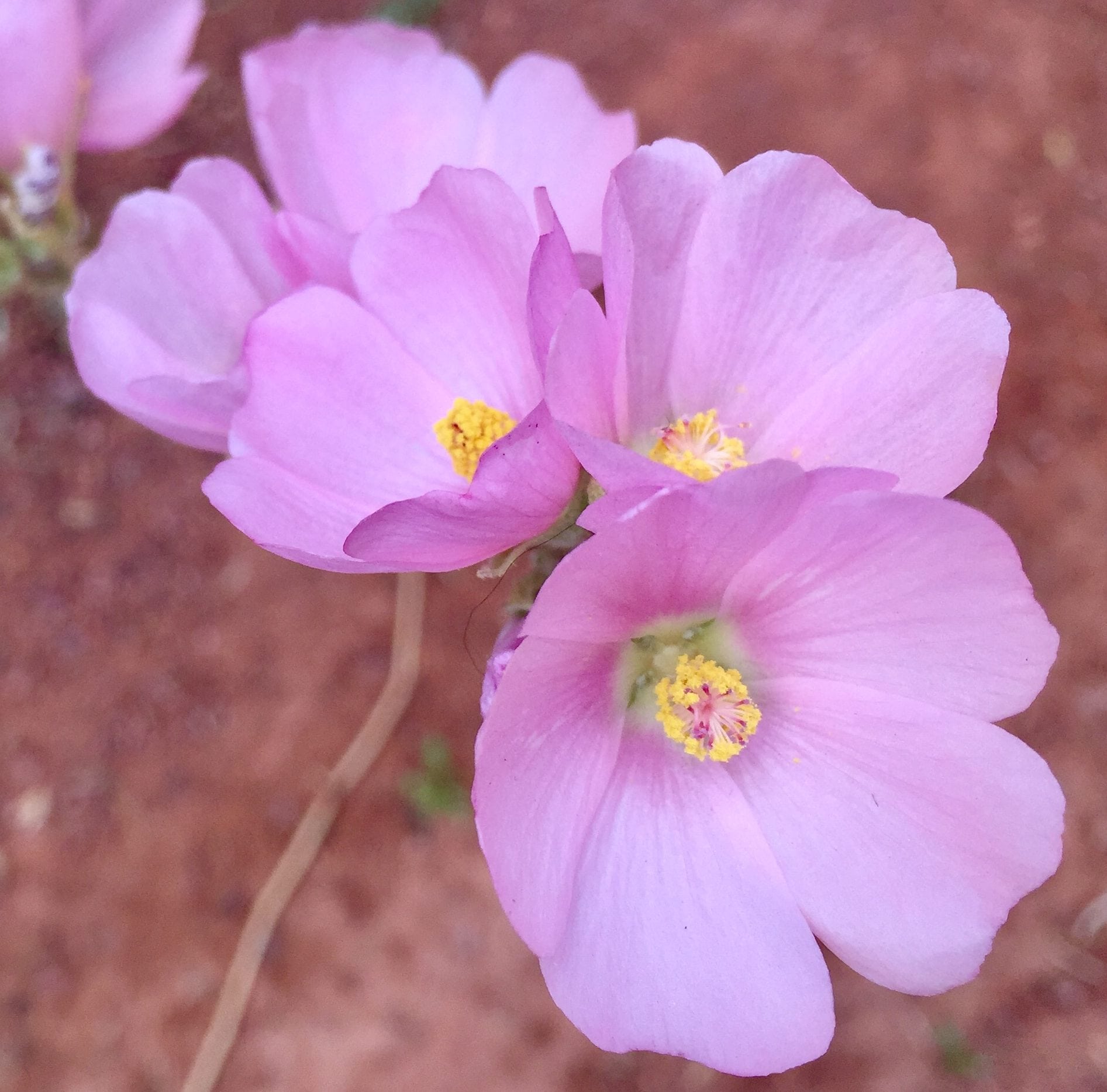 Globe Mallow (Pink) | Red Hills Desert Garden | WCWCD