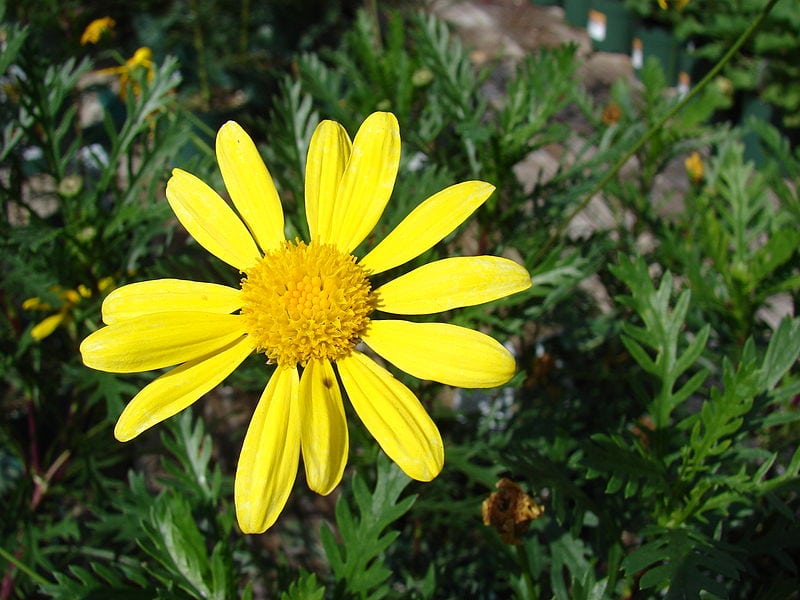 Green Bush Daisy | Red Hills Desert Garden | WCWCD