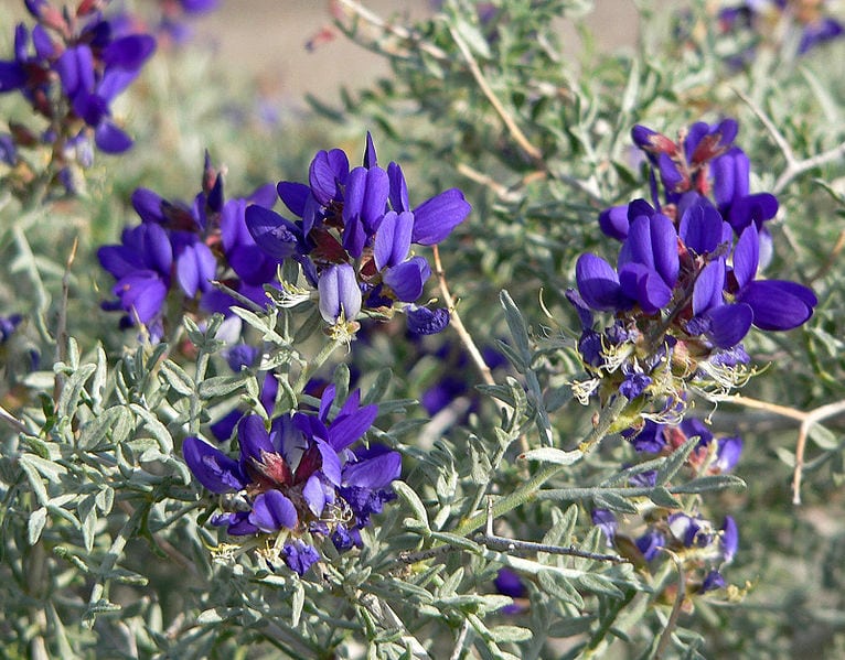 Indigo Bush | Red Hills Desert Garden | WCWCD