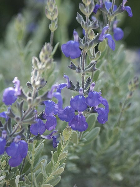 Mexican Blue Sage | Red Hills Desert Garden | WCWCD