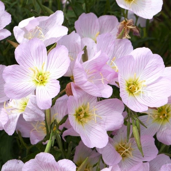 Mexican Evening Primrose | Red Hills Desert Garden | WCWCD