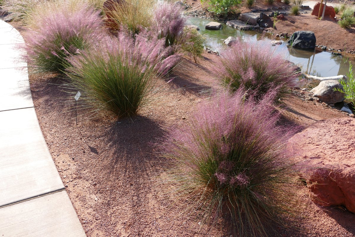 Regal Mist Grass | Red Hills Desert Garden | WCWCD