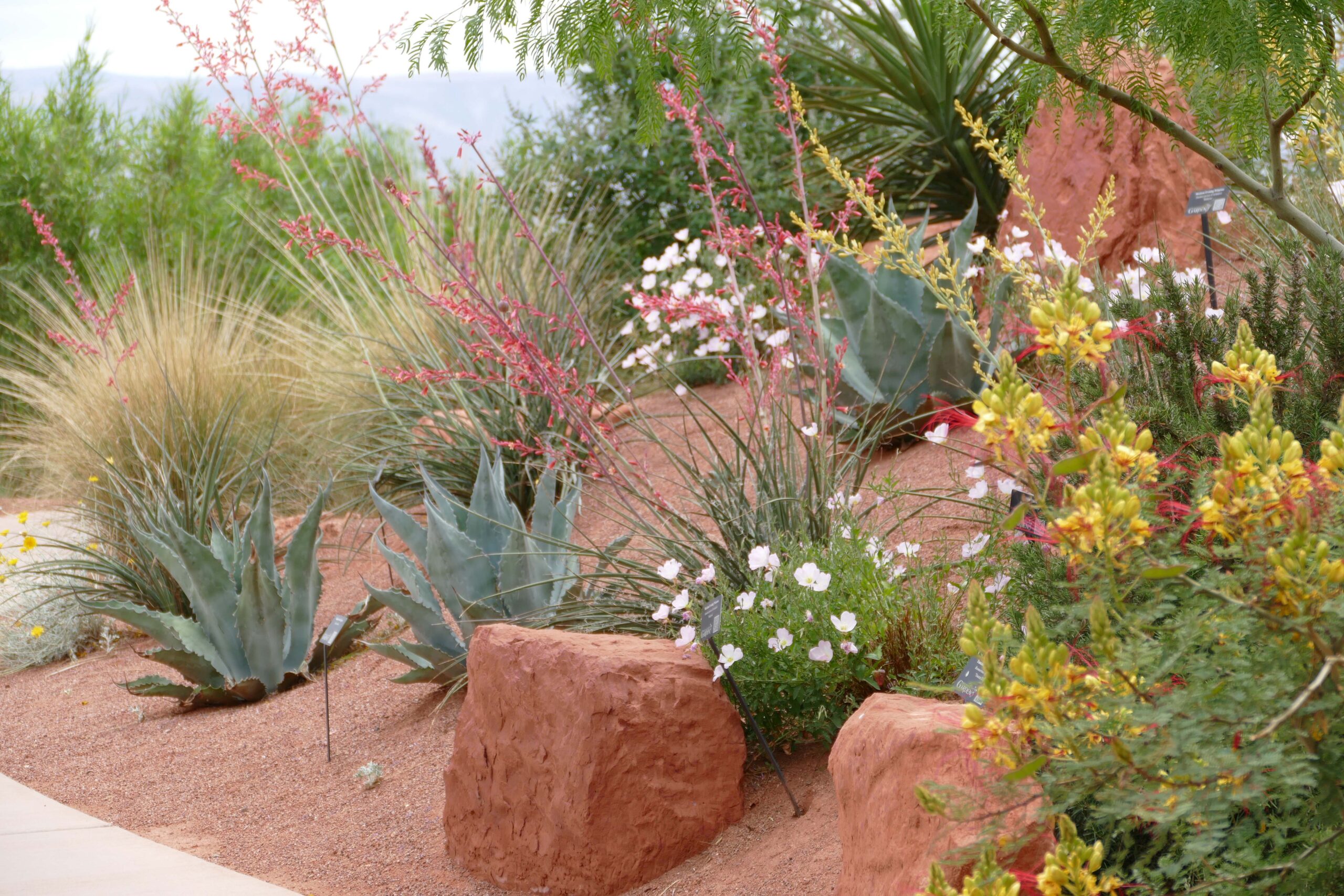 Rough-Leaved Agave | Red Hills Desert Garden | WCWCD
