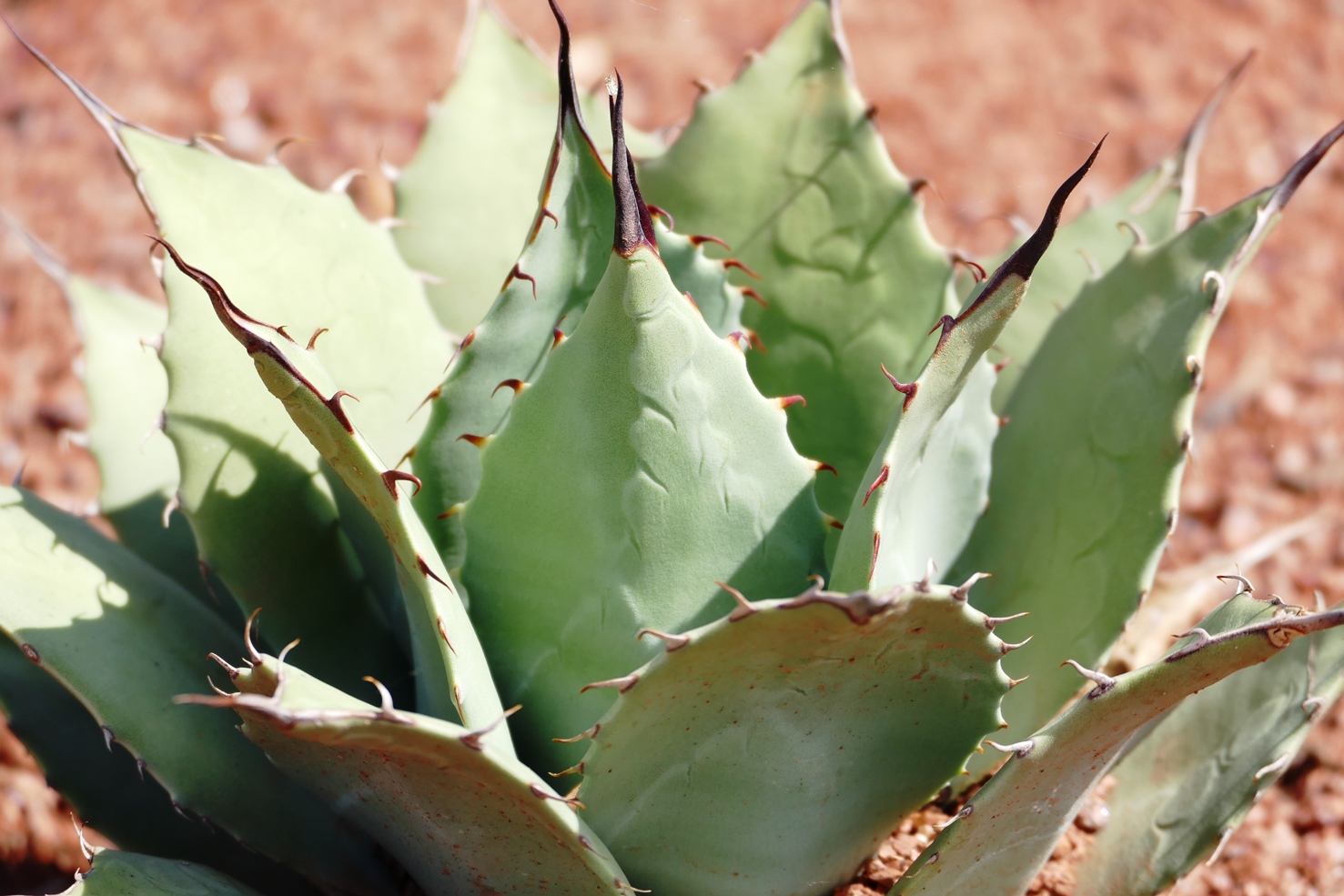 Parry’s Agave | Red Hills Desert Garden | WCWCD
