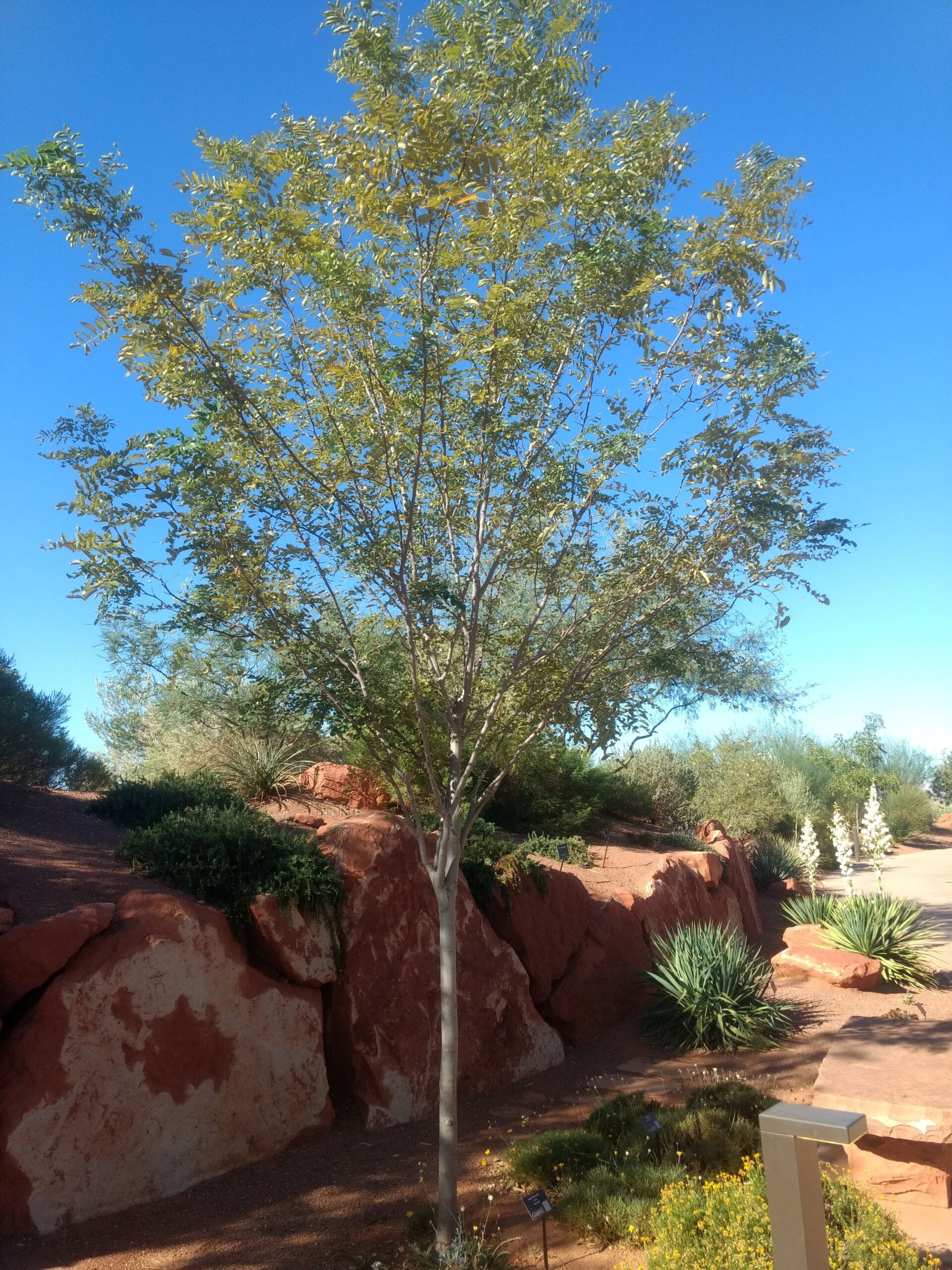 Purple Robe Locust | Red Hills Desert Garden | WCWCD