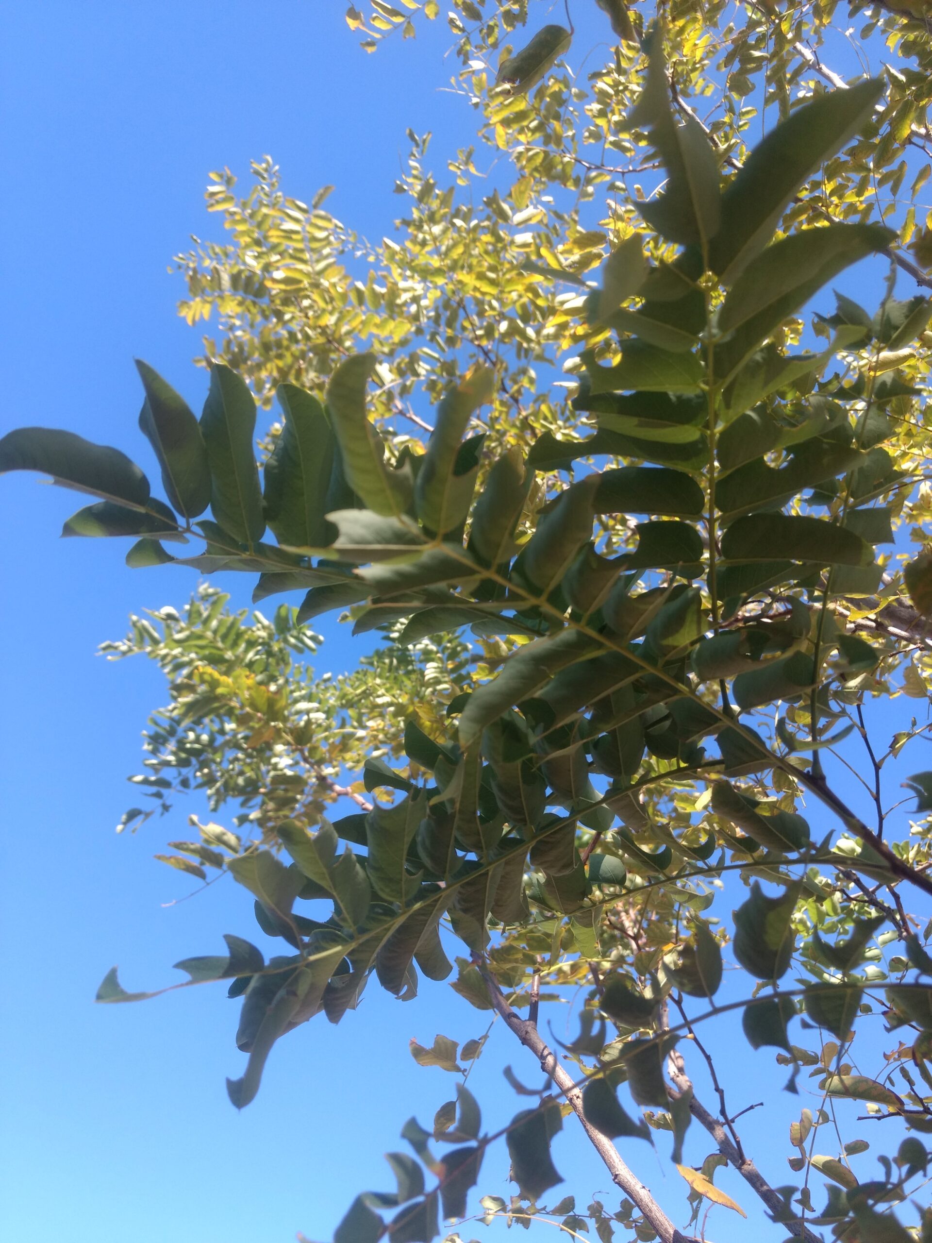 Purple Robe Locust | Red Hills Desert Garden | WCWCD