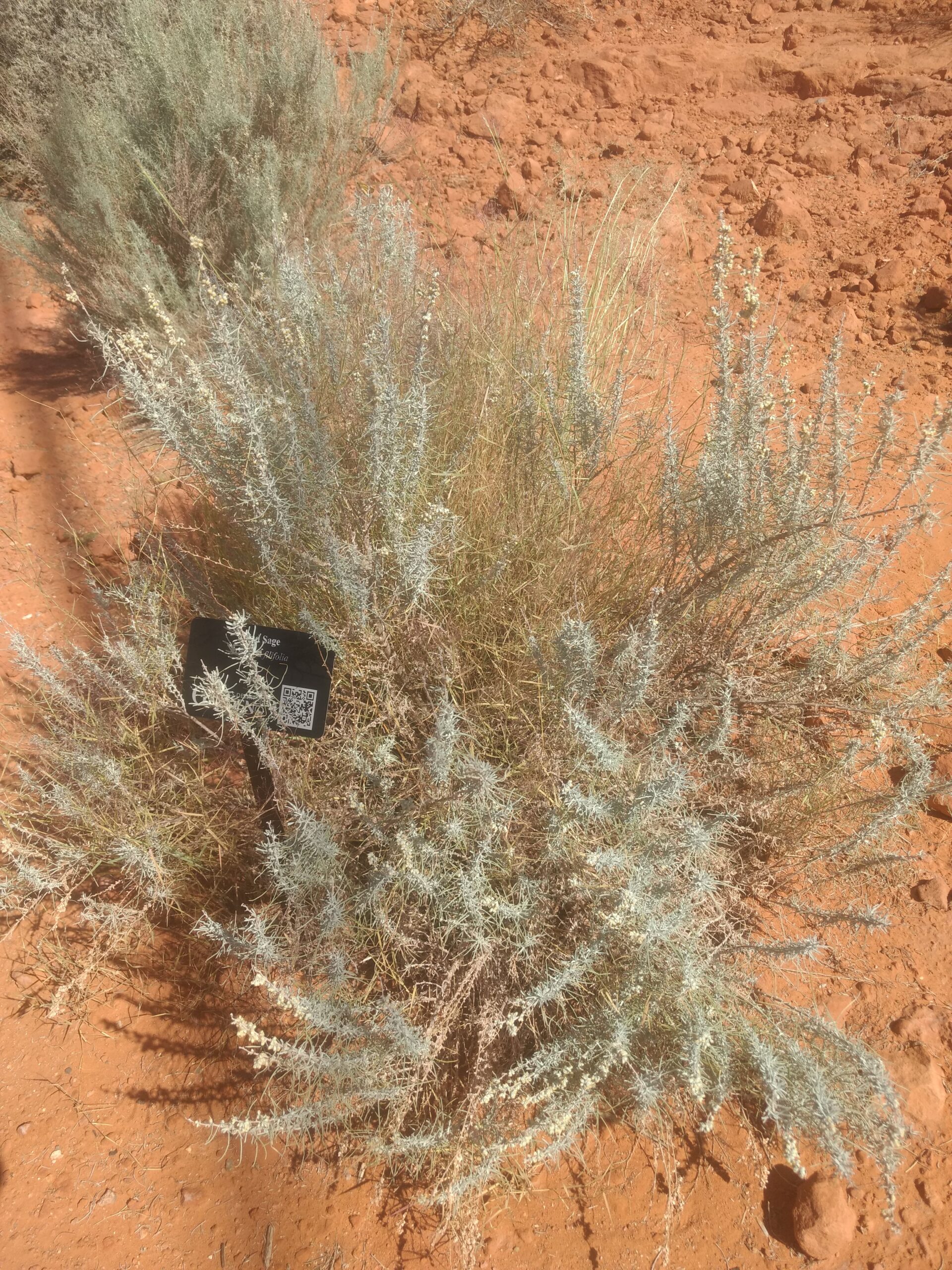 Sand Sage | Red Hills Desert Garden | WCWCD