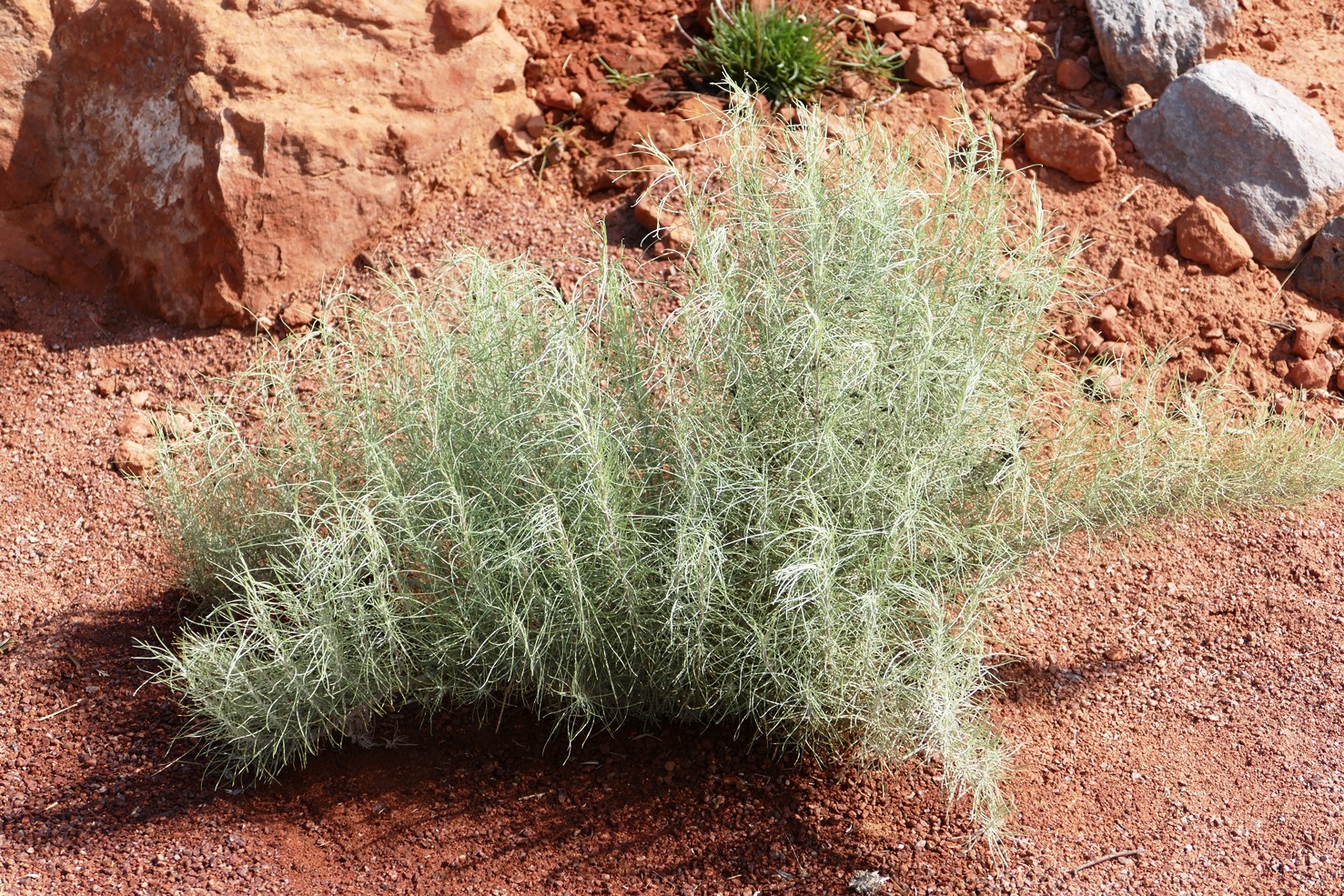 Sand Sage | Red Hills Desert Garden | WCWCD