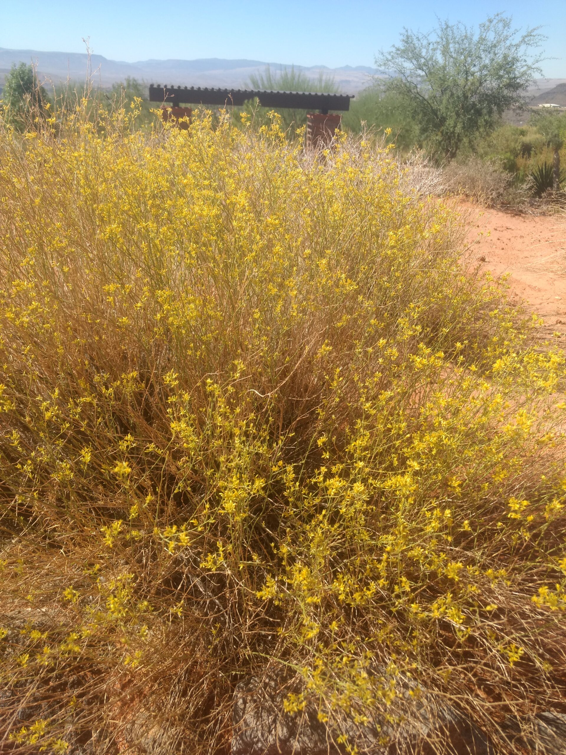 Snakeweed | Red Hills Desert Garden | WCWCD