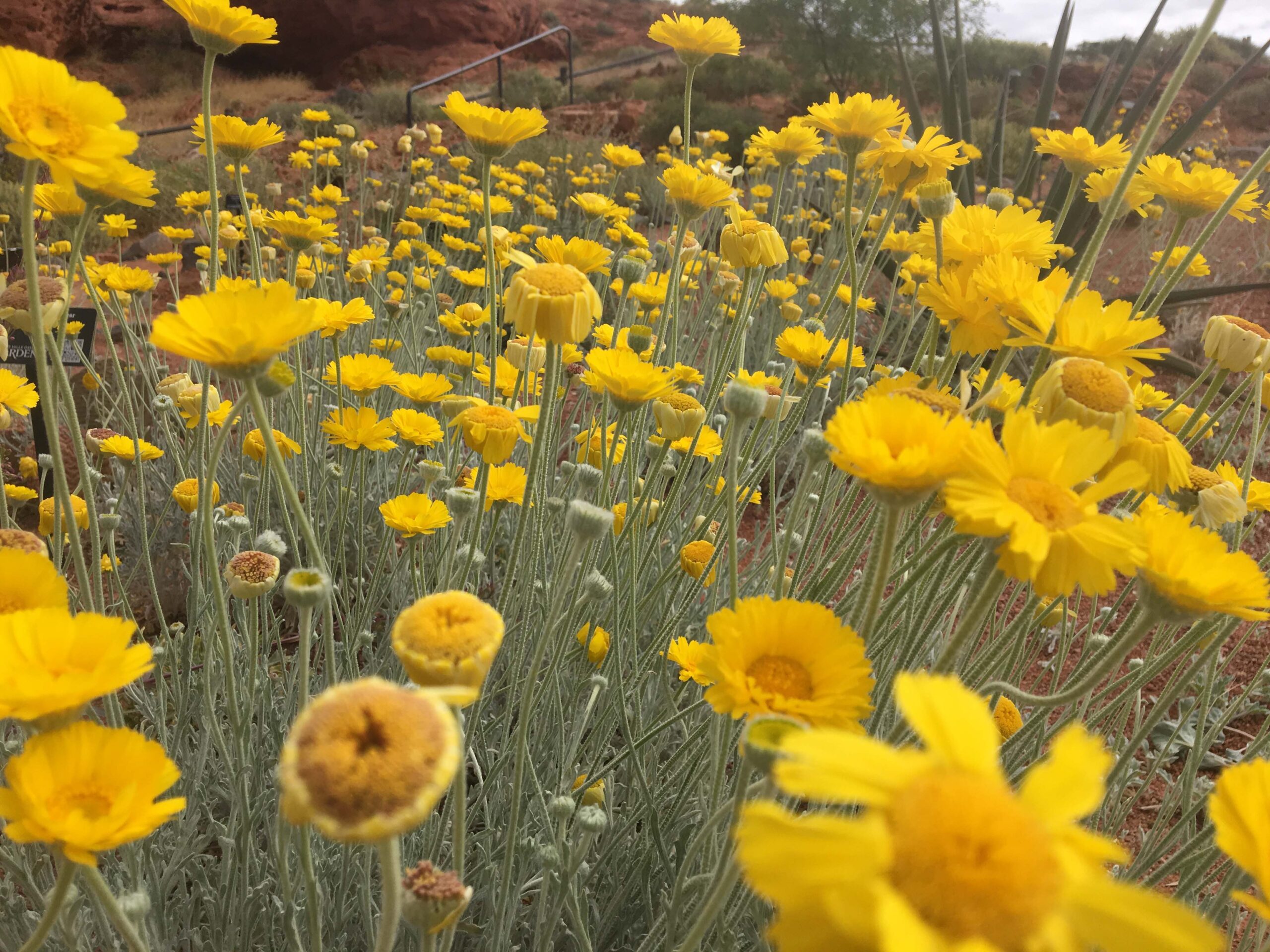 Desert Marigold | Red Hills Desert Garden | WCWCD