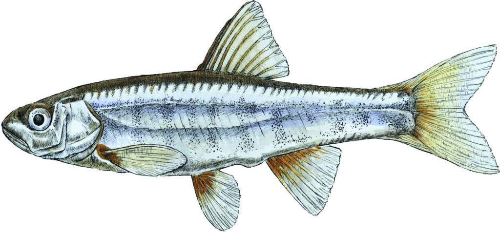 Fish | Red Hills Desert Garden | WCWCD